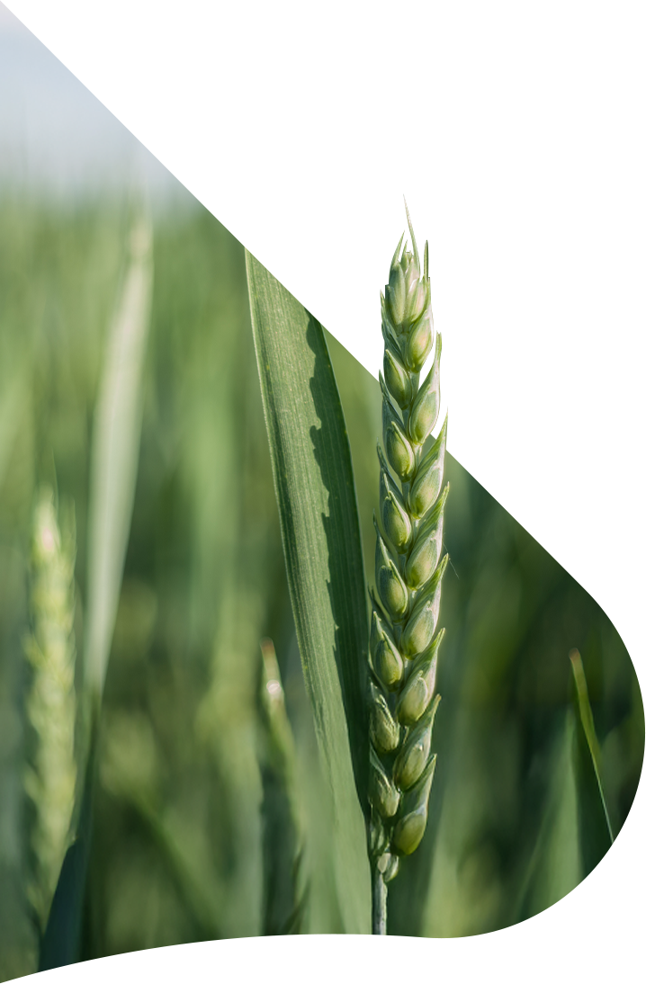 GILBOA - The countdown begins